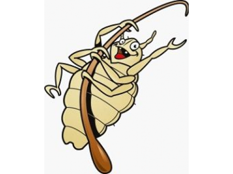 Hoofdluis - Willibrordschool Basisonderwijs Heiloo